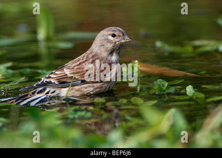 Common Linnet Carduelis cannabina bathing in a puddle as the spring ...