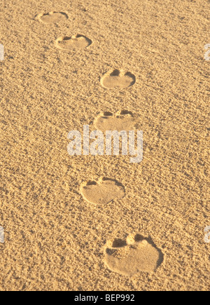 Camel footprint in the sand Stock Photo - Alamy