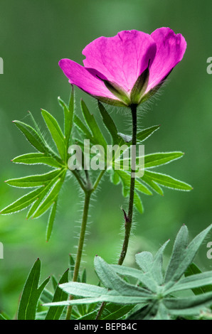 Bloody Cranesbill, Geranium sanguineum, in flower in dry grassland ...