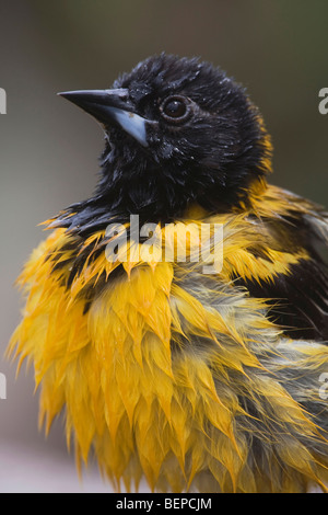 Audubon's Oriole Male Stock Photo - Alamy