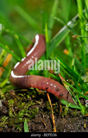 Common earthworm / lob worm (Lumbricus terrestris) burrowing into the ...
