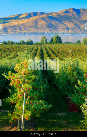 Agricultural landscape with hills and apple orchards with sun shades ...