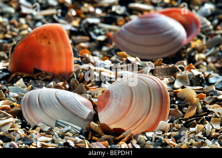 Baltic tellin shell Macoma balthica Razorshell Texel Netherlands Stock ...