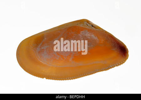 Banded wedge shell (Donax vittatus) washed on beach Stock Photo - Alamy