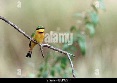 Little bee-eater perched Stock Photo - Alamy