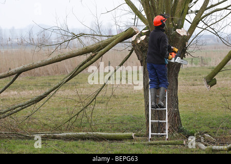 Volunteers pruning willow trees during maintenance works in nature ...