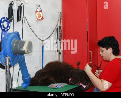 Dog Parlour - A female hairdresser grooming and trimming a black ...