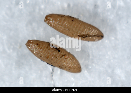 Cabbage root fly Delia radicum larva feeding on summer cabbage roots ...