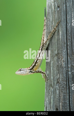 Texas Spiny Lizard Sceloperus olivaceus adult on Mesquite tree bark ...