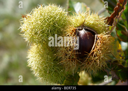 Edible chestnut on the tree, the fruit of the chestnut segu, veggie ...