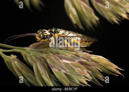 Sawfly, Rhogogaster picta UK Stock Photo - Alamy