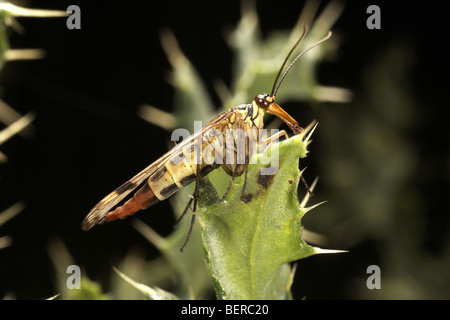 Scorpion Fly, Panorpa communis, family Panorpidae Stock Photo - Alamy