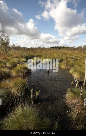 Crowle Moor and Thorne Moor national nature reserve part of the ...