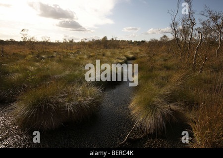 Crowle Moor and Thorne Moor national nature reserve part of the ...