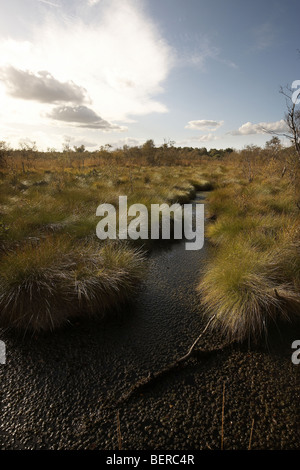 Crowle Moor and Thorne Moor national nature reserve part of the ...