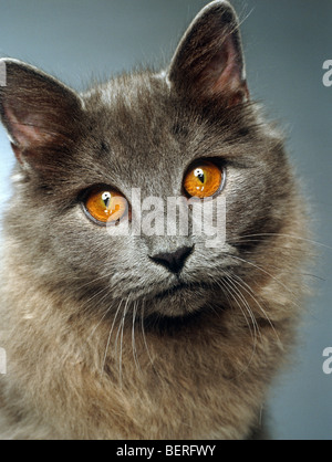Portrait of Russian Blue Stock Photo - Alamy