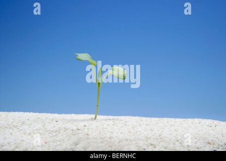 Seedling, close up, blue background, lens flare Stock Photo - Alamy