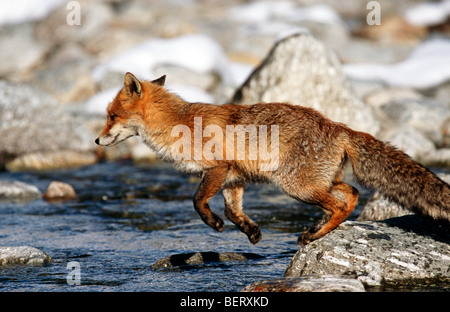Red fox running in winter Stock Photo - Alamy