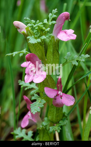 Common lousewort (Pedicularis sylvatica) wildflower growing on grassy ...