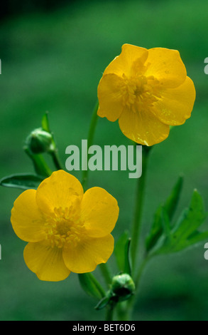 Buttercup wildflowers. Ranunculus repens plants. Nature background ...