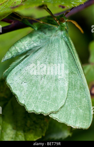 Large Emerald, Geometra papilionaria, moth UK Stock Photo - Alamy
