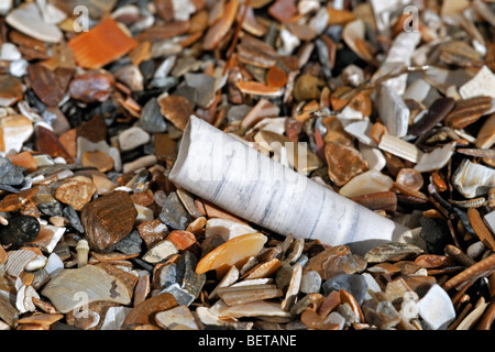 Elephant tooth shell / Elephant tusk shell (Dentalium entalis) in sand ...