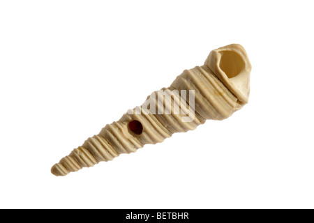 Turret-shell (Turritella communis) showing drill hole on beach Stock ...