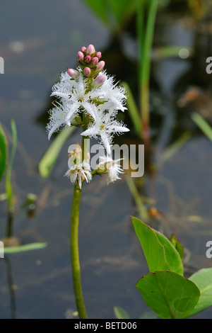 Buckbean / Bogbean flowering (Menyanthes trifoliata) in pond Stock ...
