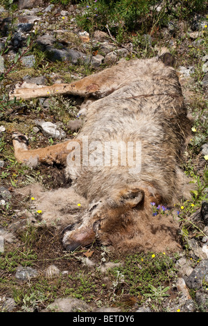Decomposing dead wolf Stock Photo - Alamy