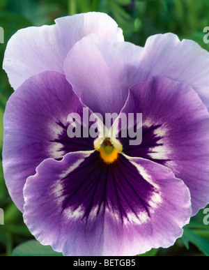Yellow, white, and purple pansies Viola wittrockiana planted in black ...
