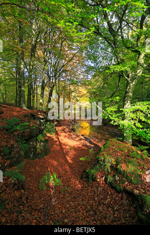 River Roddlesworth Halliwell fold bridge early autumn Lancashire UK ...
