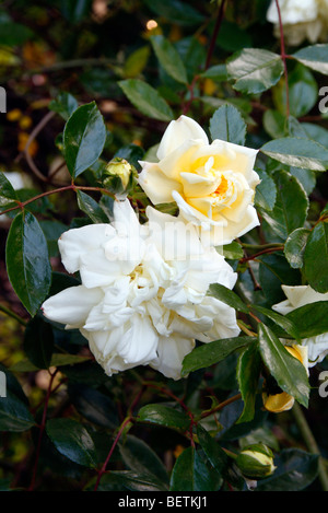 Rosa 'Alberic Barbier' AGM rambler rose Stock Photo - Alamy