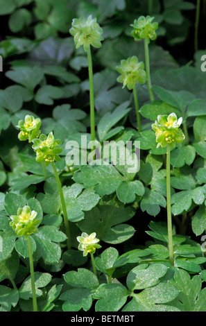 Adoxa moschatellina L Adoxa moschatellina L Stock Photo - Alamy