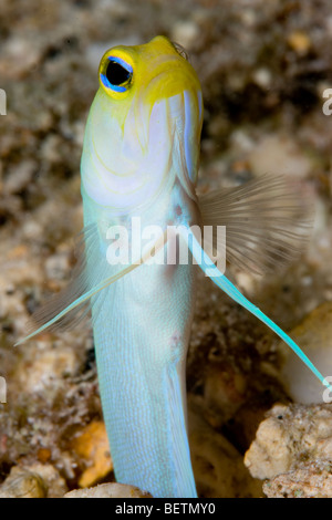 Yellowhead jawfish (Opistognathus aurifrons) is a marine fish native to ...
