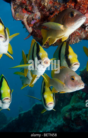 A Porkfish (Anisotremus virginicus) in Florida, USA Stock Photo - Alamy