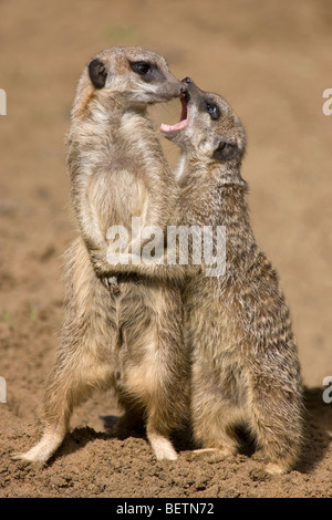 Meerkats (Suricata suricatta) Meerkat, predators, mammals, creepers ...