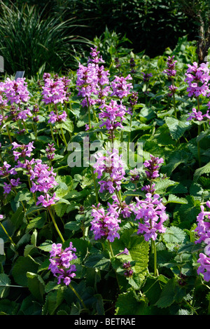 Stachys macrantha 'Superba' Stock Photo - Alamy