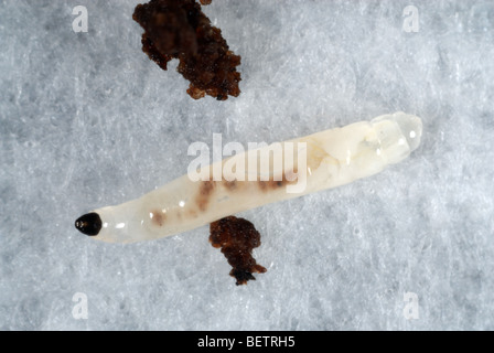 Sciarid fly (Bradysia difformis) larva Stock Photo - Alamy