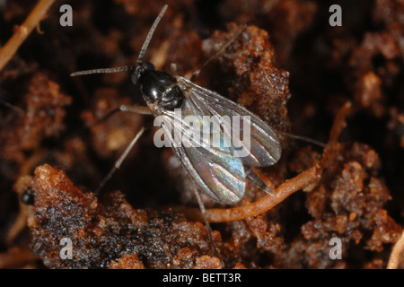 Adult sciarid fly (Bradysia difformis) on soil Stock Photo - Alamy