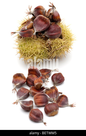 Close up of chestnut (Castanea sativa Stock Photo - Alamy