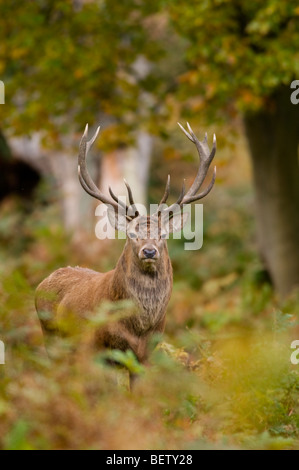 Red deer (Cervus elaphus) amongst bracken at sunrise, England Stock ...