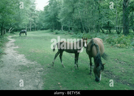 Ponies in the New Forest Stock Photo - Alamy