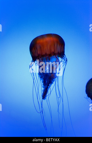 Jellyfish display at the Georgia Aquarium, Atlanta, GA Stock Photo - Alamy