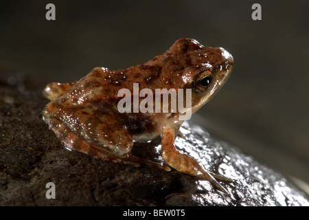 Iberian frog (Rana iberica), an endemic amphibian from Iberian ...