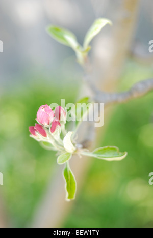 Buds on tree in early spring are ready to bloom. Blurred background ...
