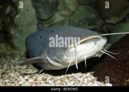 Wels Catfish, Siluris glanis, Donau, Germany Stock Photo - Alamy