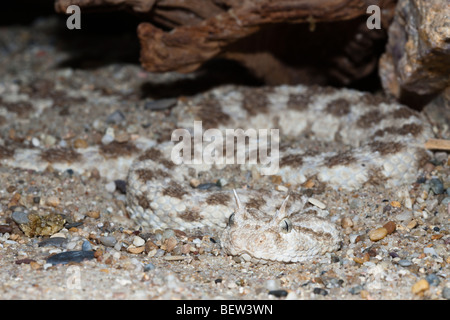 Portrait of Saharan horned viper (Cerastes cerastes) under the evening ...
