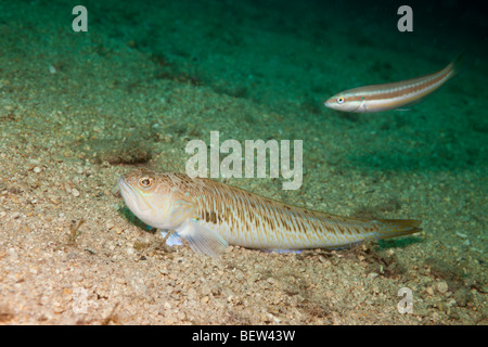 Greater Weever Trachinus draco weaver fish weever fish weeverfish ...