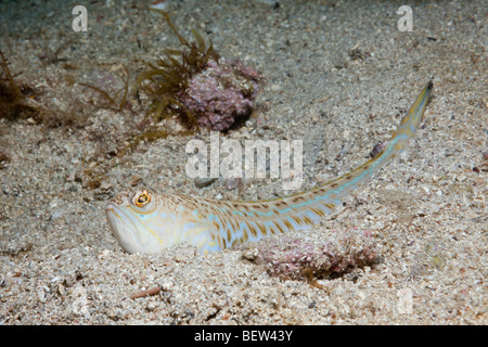 Greater Weever Trachinus draco weaver fish weever fish weeverfish Stock ...