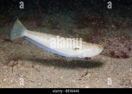 Greater Weever Trachinus draco weaver fish weever fish weeverfish ...